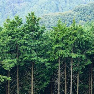 OUR SECTORS OF ACTIVITY - TMT - Shipping & Transit